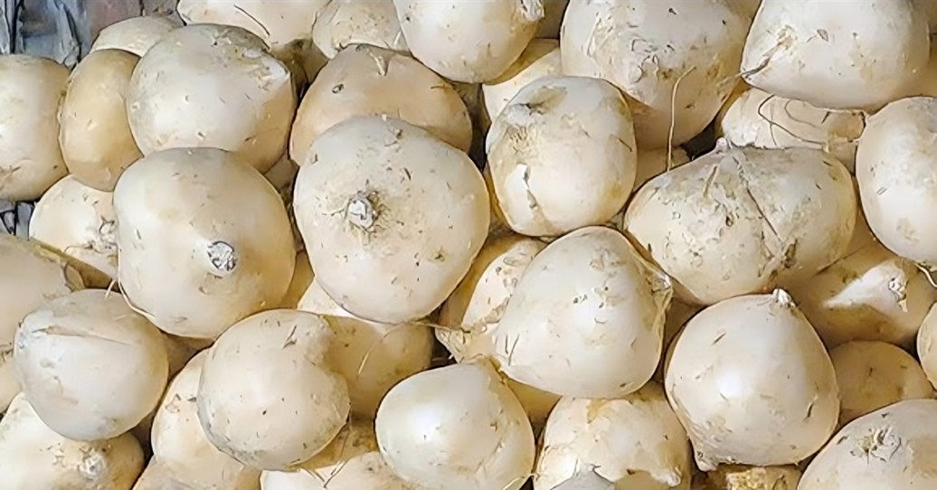সুস্থ থাকতে যেভাবে খাবেন শাঁকালু (ভিডিও)
