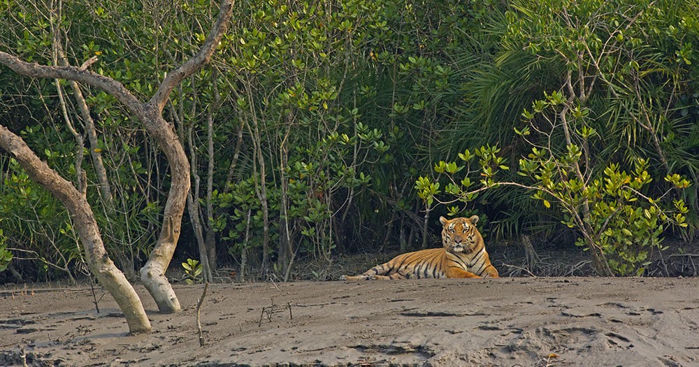 অস্তিত্ব সংকটে সুন্দরবনের প্রাণীকূল