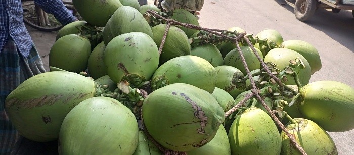 ডেঙ্গুর প্রভাবে ফরিদপুরে বেড়েছে ডাব বিক্রি