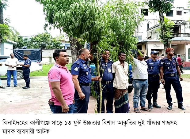 ১৪ ফুট উচ্চতার দুই গাঁজার গাছসহ মাদক ব্যবসায়ী আটক